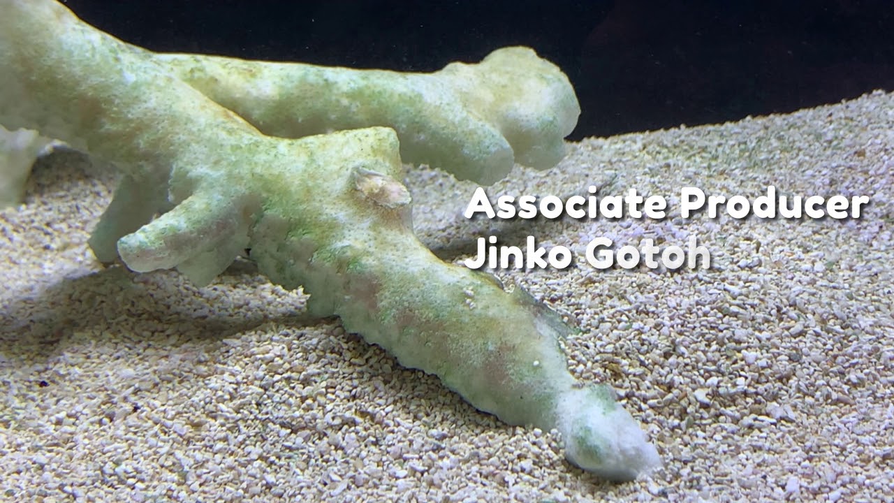 Finding Nemo Rough Cut 2 - YouTube