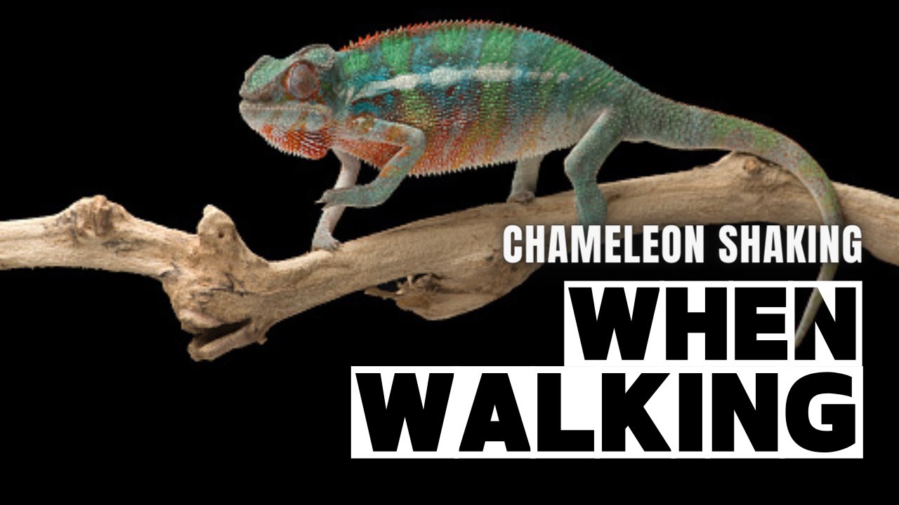 Why Is My Chameleon Shaking When Walking? (3 Possible Causes) - YouTube