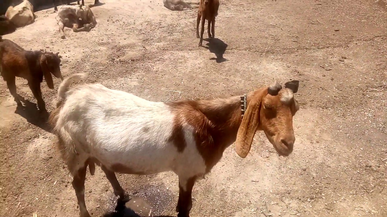 Damani goats of noman from tekenr dera ismail khan kpk pakistan with ...