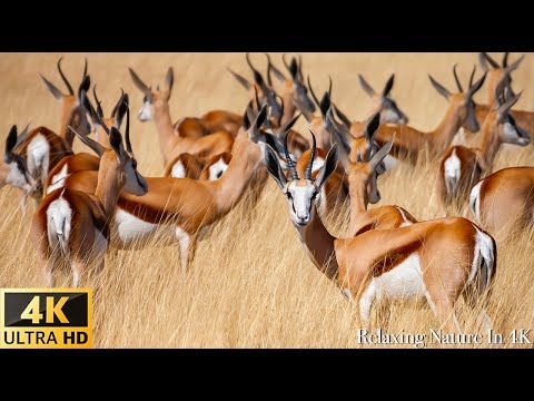 4K African Wildlife: Serengeti National Park - Relaxing Music With Video About African Wildlife