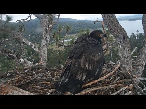 Big Bear Eagles ~ I'M BACK!! Simba On Nest ~ HISSY Fit At Mom! 7.25.19 ...