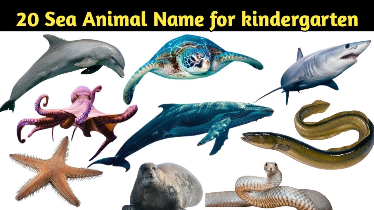 20 Sea Animal For kids|Sea animals name with pictures and video ...
