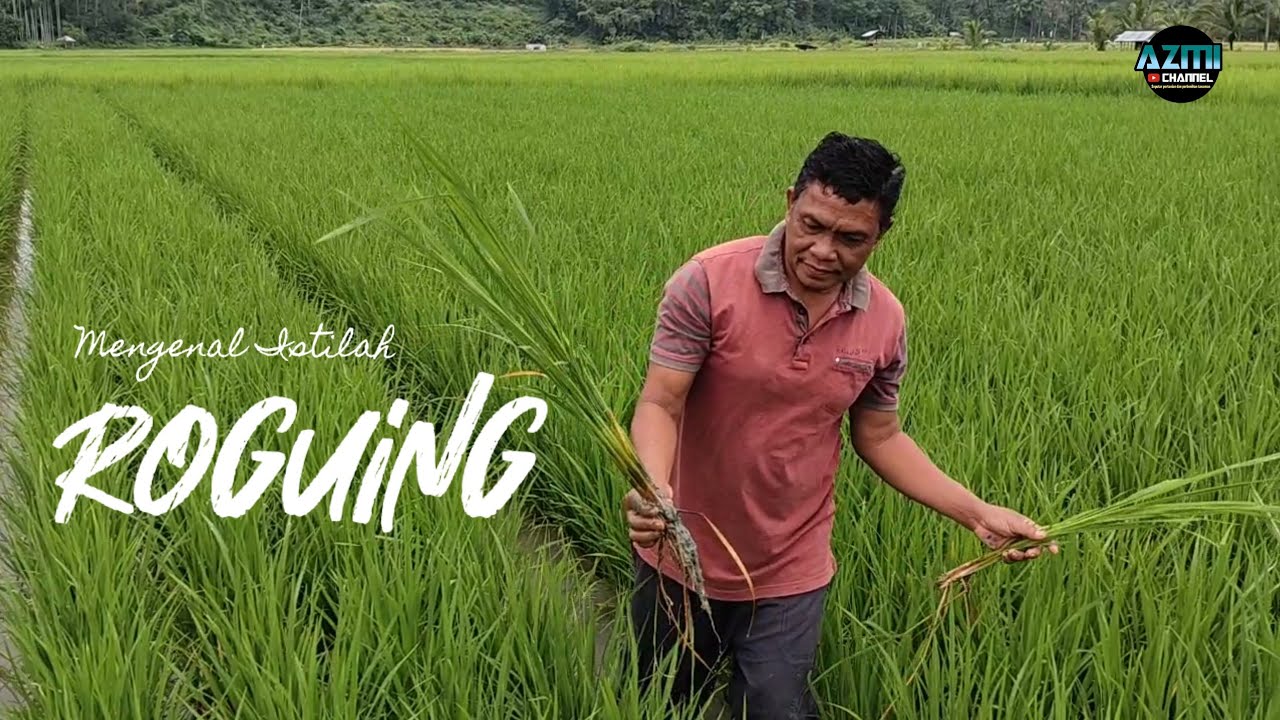 MENGENAL ISTILAH ROGUING PADA KEGIATAN SERTIFIKASI BENIH PADI INBRIDA ...