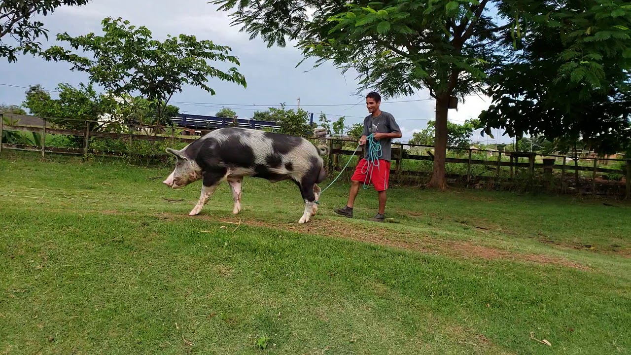 Porco piau - YouTube