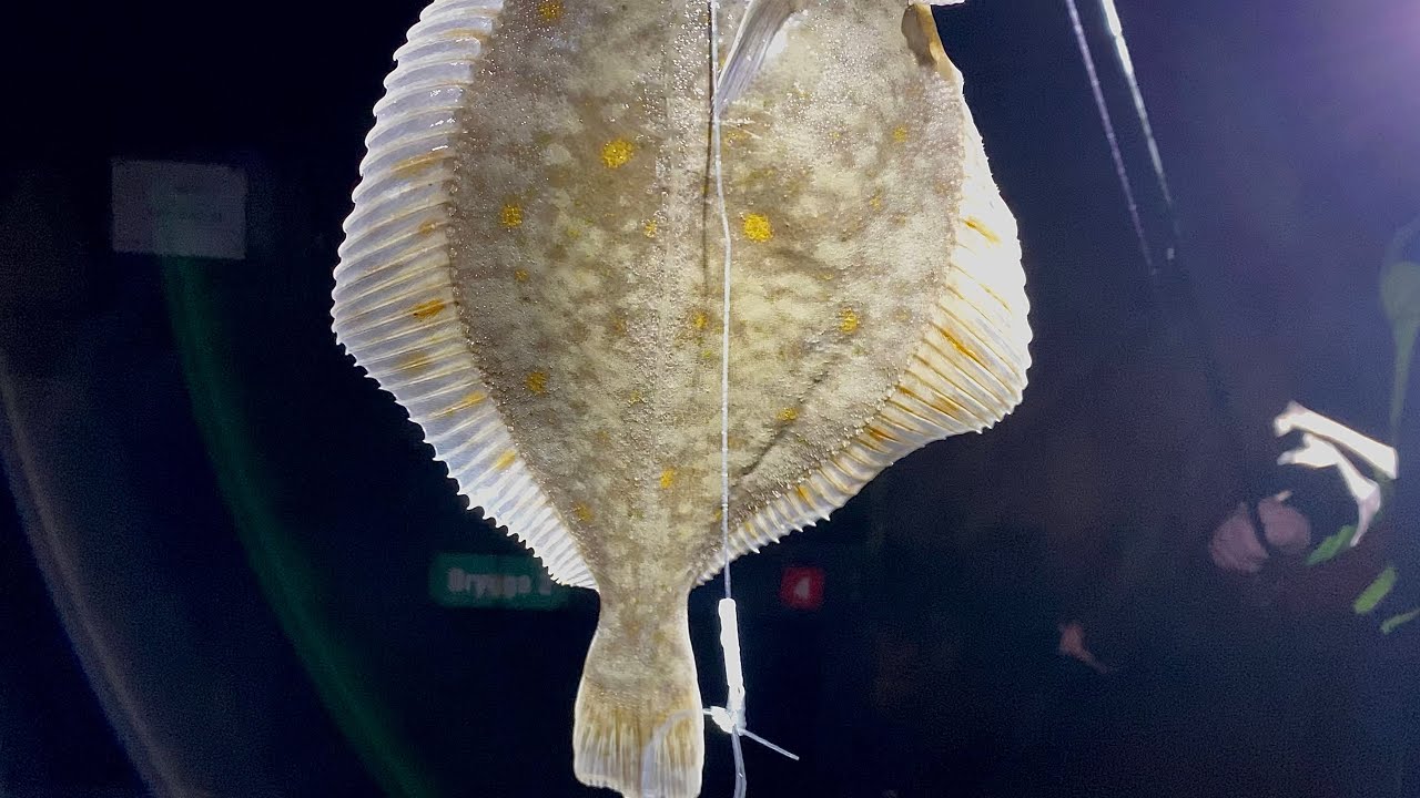 Fishing for Cod , filling up on bait and some flat fish - YouTube