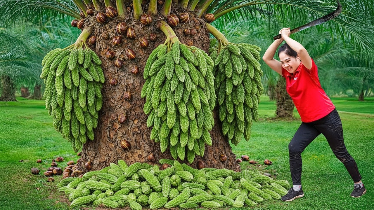 Harvesting World's Most Bitter Fruit ( Bitter Melon) & Goes To Market ...