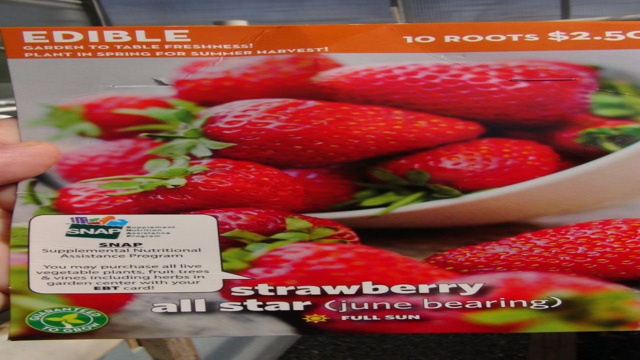 ALL STAR STRAWBERRY | Fragaria ananassa | Another great find at Walmart ...