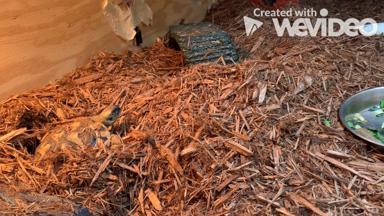How to Care for a Hermann's Tortoise - YouTube
