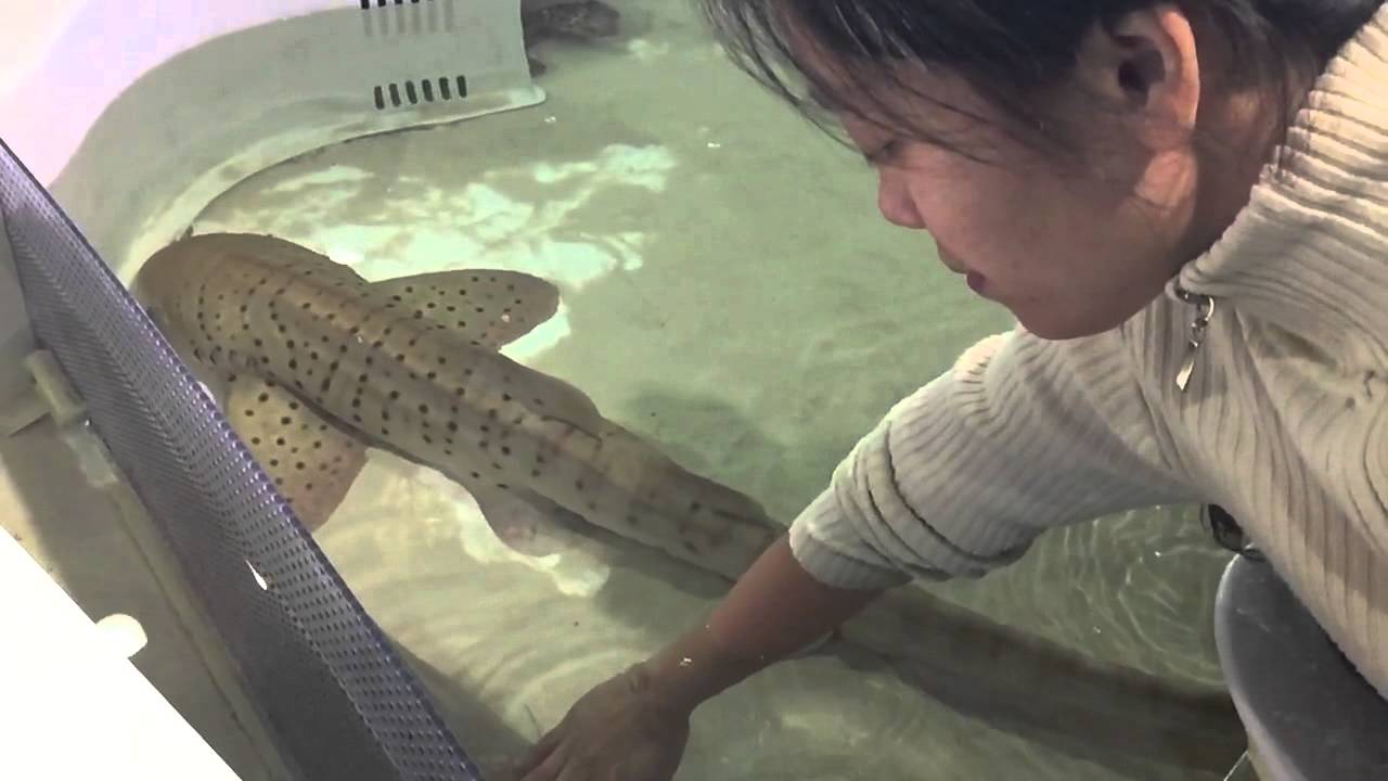 Fish petting - YouTube