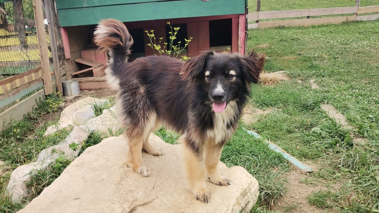 Moon I Adoption of Dogs from Bosnia - YouTube