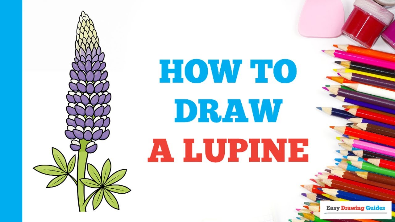 How to Draw a Lupine: Easy Step by Step Drawing Tutorial for Beginners ...