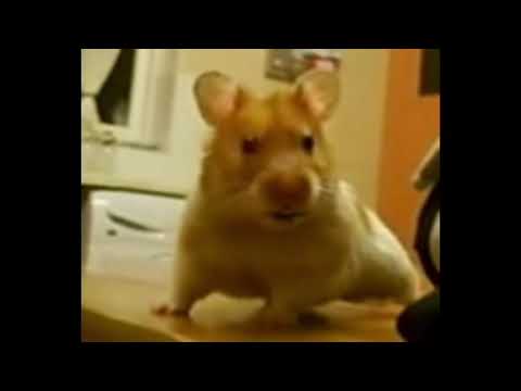 Swearing animals part 2 - YouTube