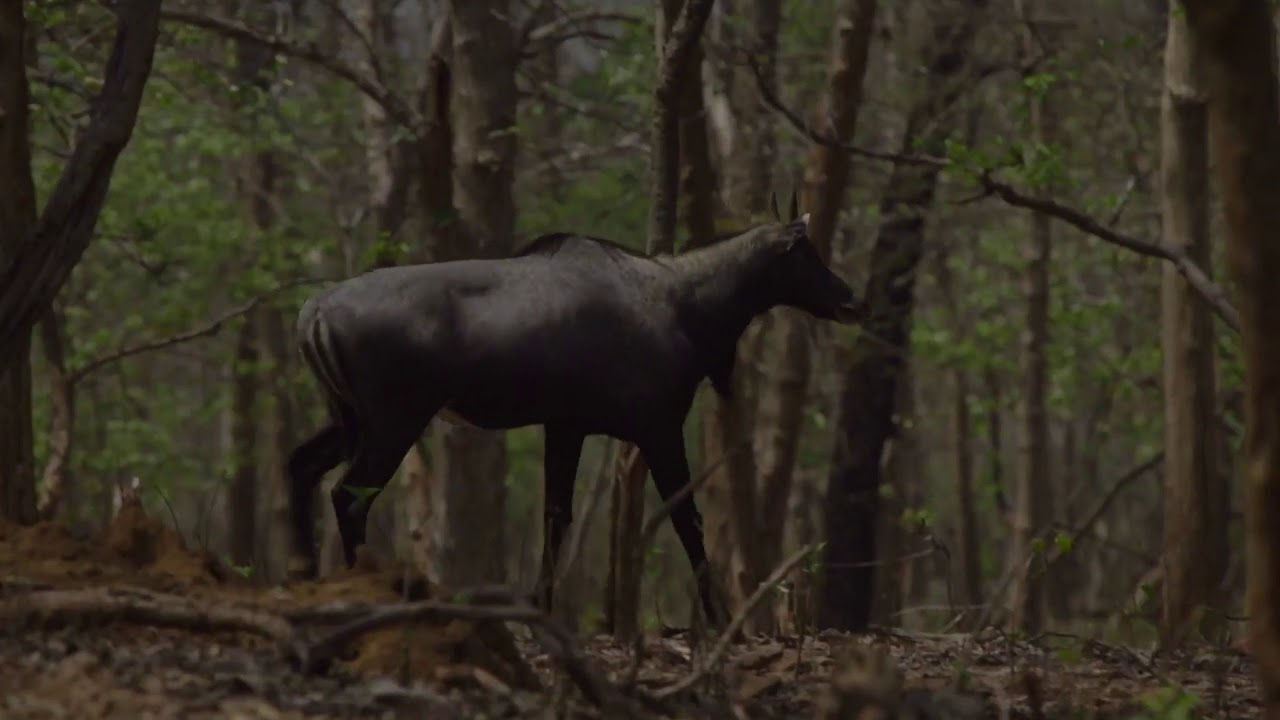 Jannaram WildLife Package Tour - YouTube