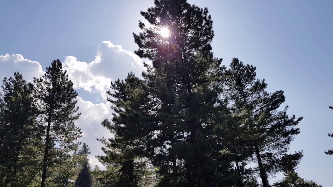 Pine Trees of Malam Jabba - Beautiful Pakistan - YouTube