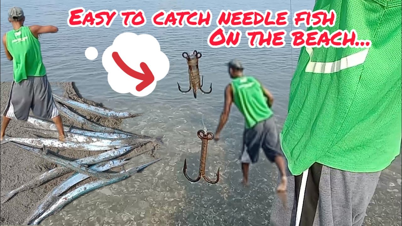 easy to catch needle fish on the beach #provincelife - YouTube