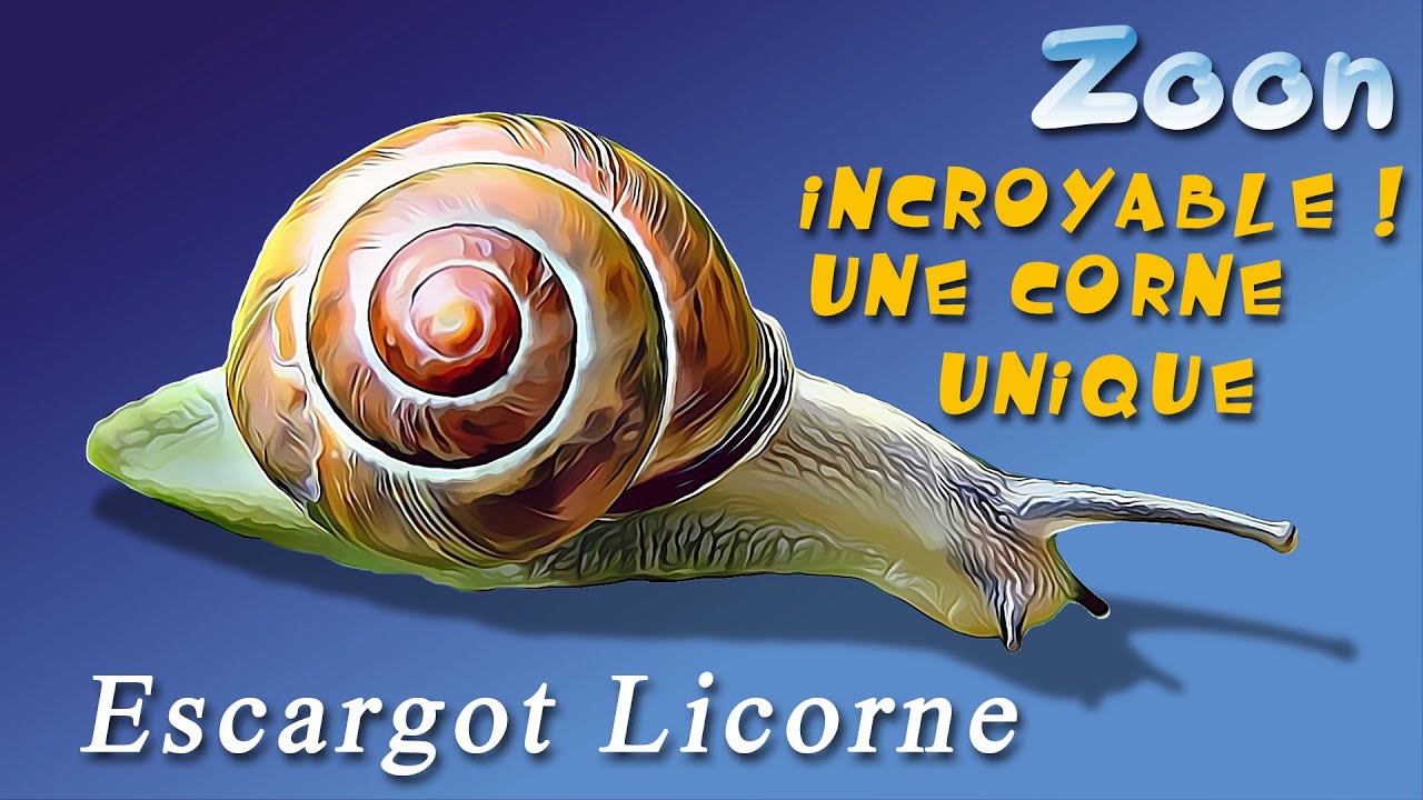 L incroyable Escargot Licorne The Incredible Unicorn Snail YouTube L incroyable Escargot Licorne The Incredible Unicorn Snail YouTube
