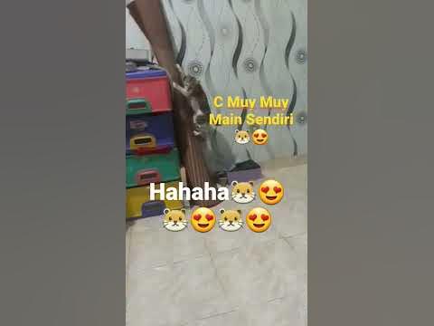 Kucing Nakal, C Muymuy - YouTube