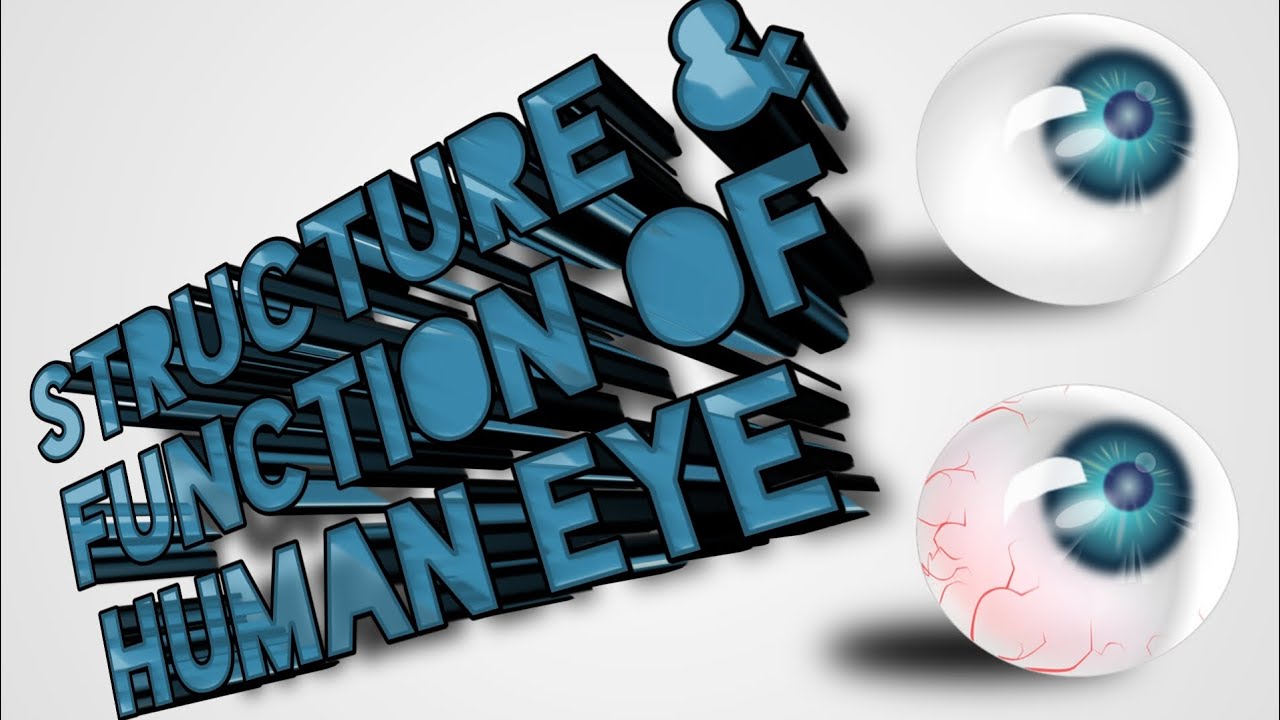 ||structure and function of human eye|| - YouTube
