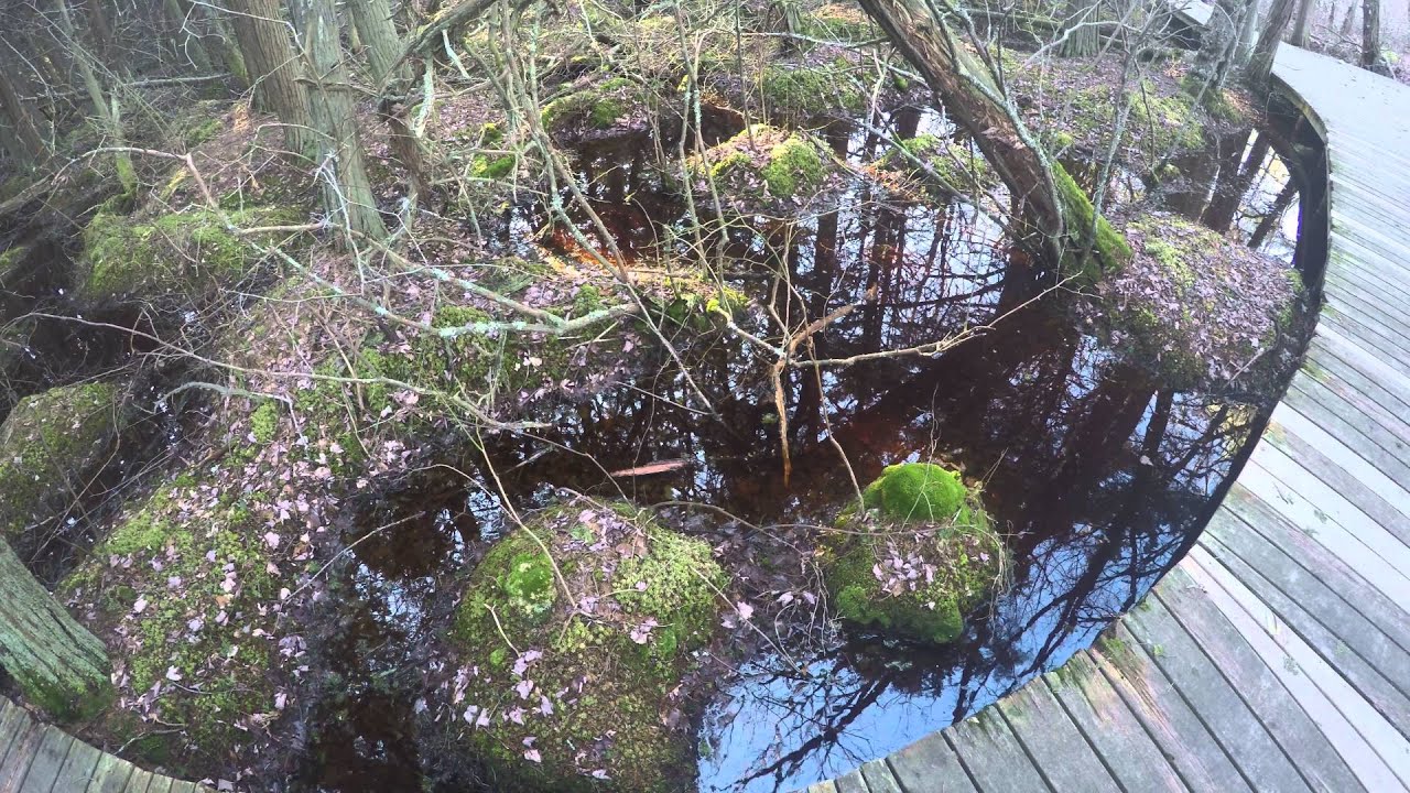 Atlantic White Cedar Swamp - YouTube