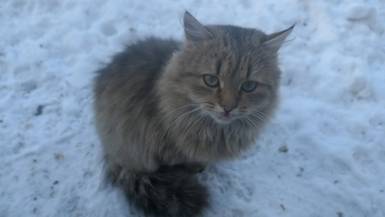 Fluffy cat he is in love with snowy weather - YouTube