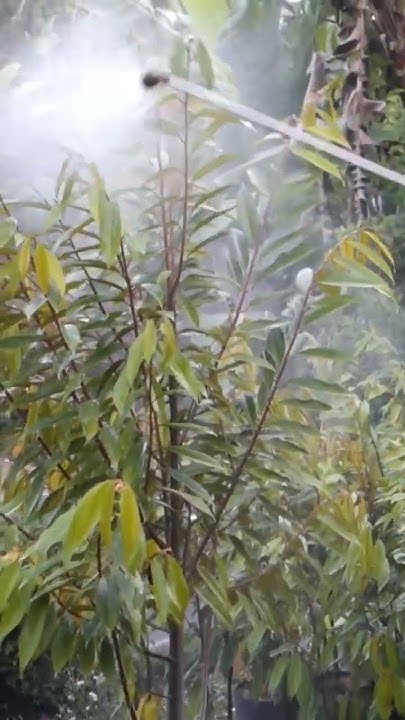 peyemprotan pohon durian usia 6 bulan pasca tanam - YouTube