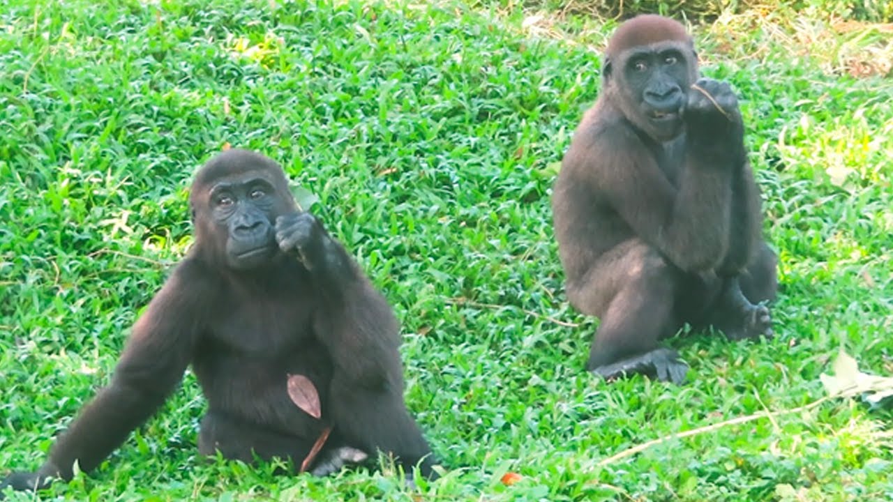 小金剛Jabali和Ringo一起做的事Adorable gorilla brothers Jabali and Ringo#金剛猩猩 #gorilla - YouTube