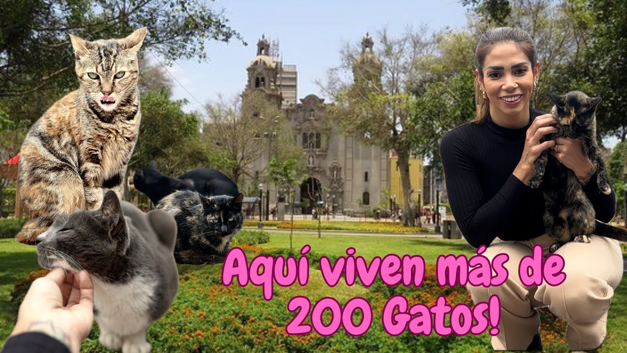 Está plaza está llena de Gatos!!! Lima. Perú - YouTube