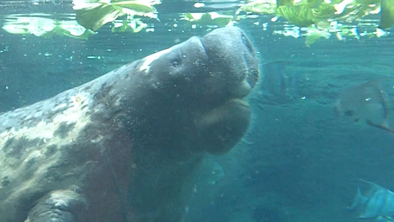 Hungry manatee still eating lettuce at the Columbus Zoo - YouTube