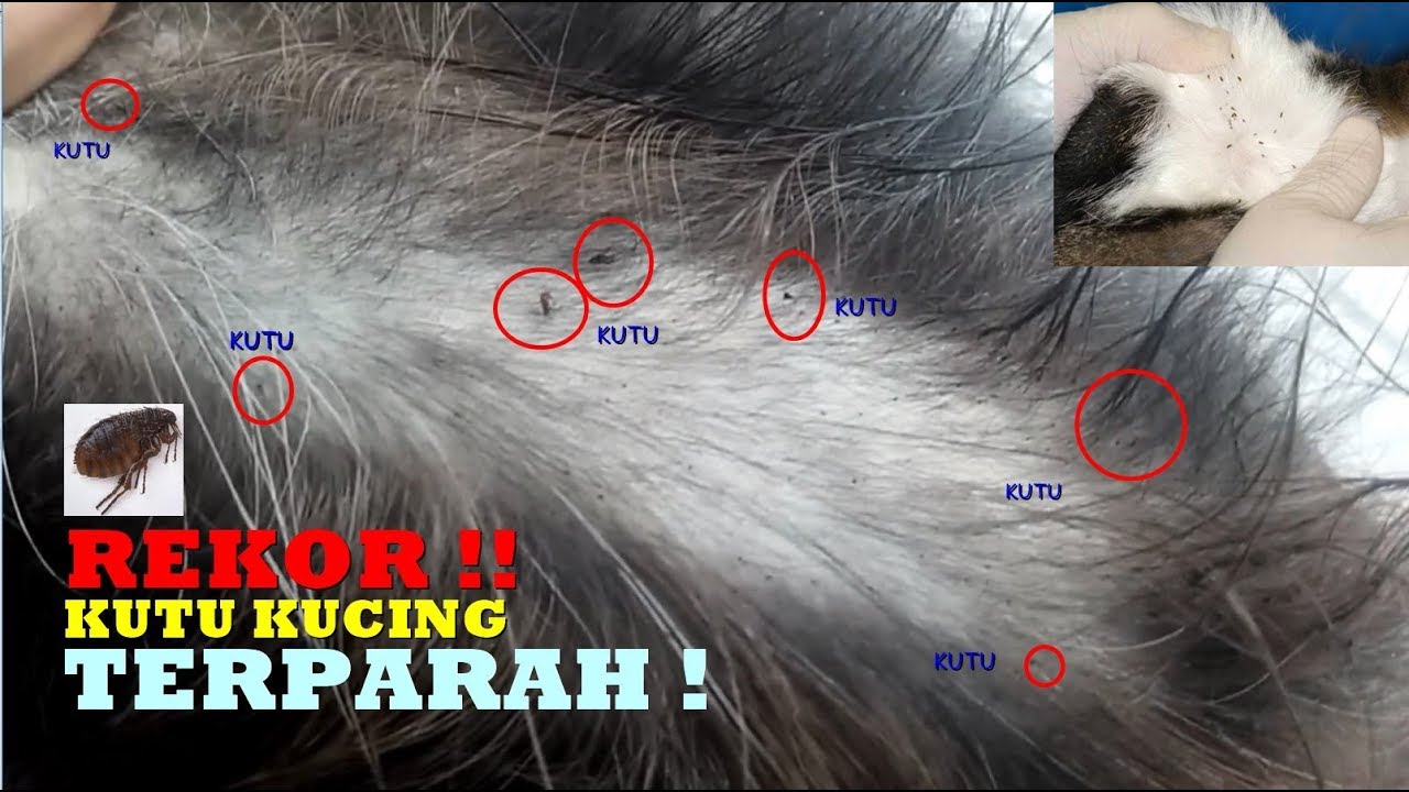 KUCING DI BUANG DAN KUCING KUTUAN PARAH BANGET. - YouTube