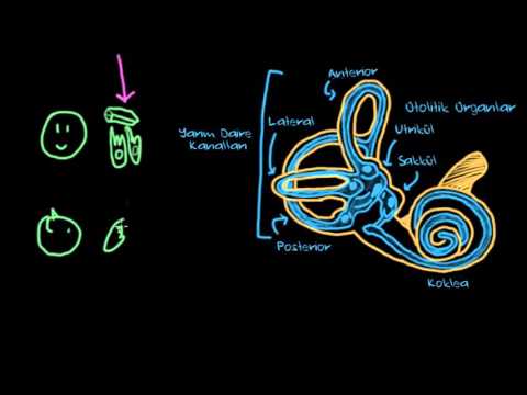 Vestibüler Sistem, Denge ve Baş Dönmesi (Sinir Sistemi Fizyolojisi) (Psikoloji / Çevreyi Algılama)