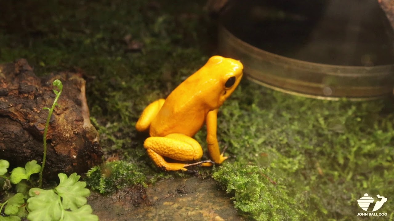 Zoo Insider - Frogs & Friends Visit - YouTube