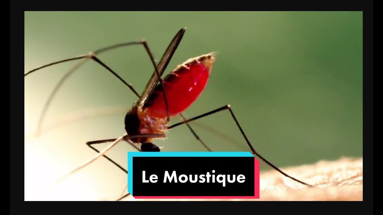 Mousticus Domesticus #Shorts #Animals - YouTube