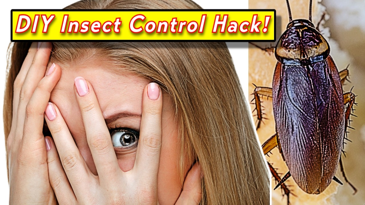 DIY Pest Control Hack That Actually Work! - YouTube