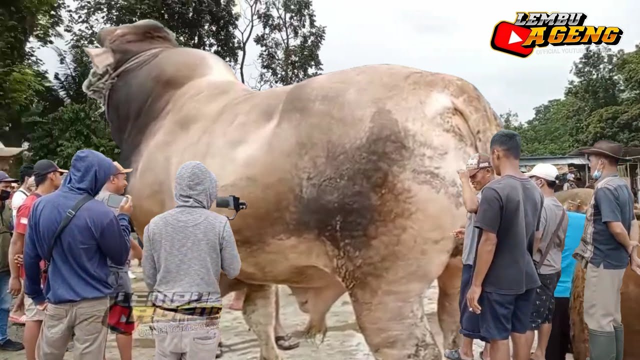 KUMPULAN SAPI RAKSASA MASUK PASAR BIKIN HEBOH ‼️🔥🔥🔥 - YouTube