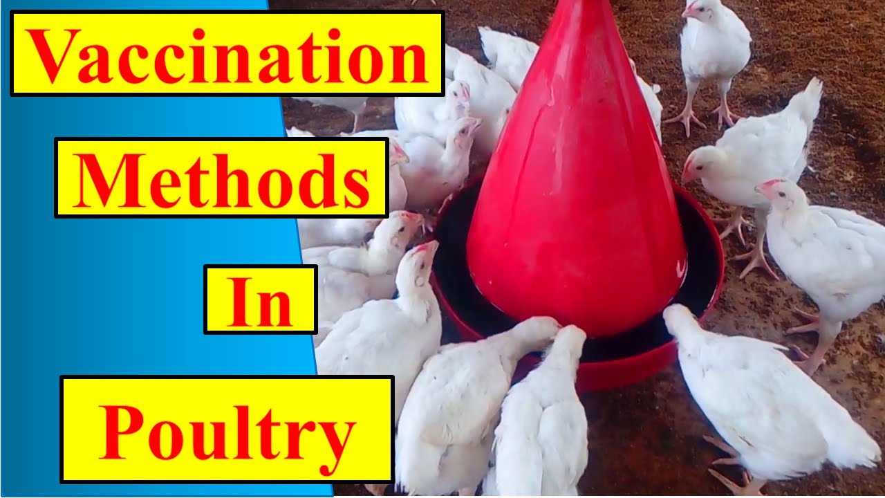Vaccination Methods In Poultry | Vaccine Administration Technique ...