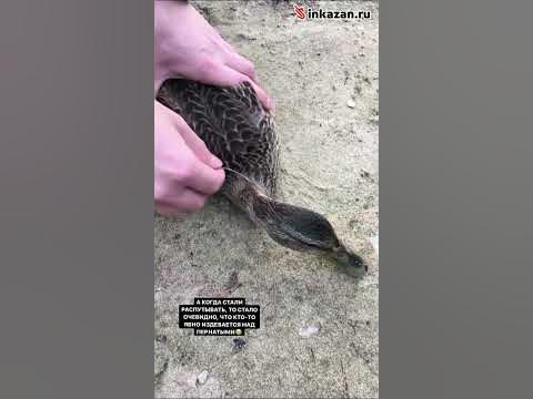 В Казани неизвестны расставляют ловушки для уток - YouTube