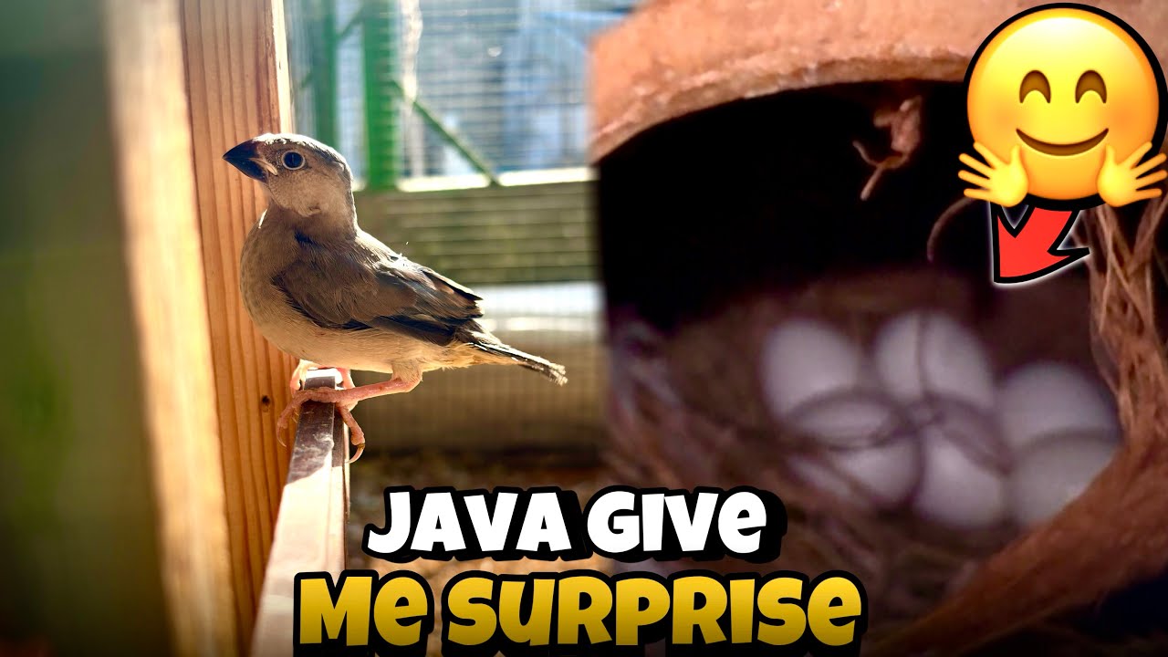 Java na tu aj surprise de dia 😊| 6 bache bahar aa gye nest se 😍 - YouTube