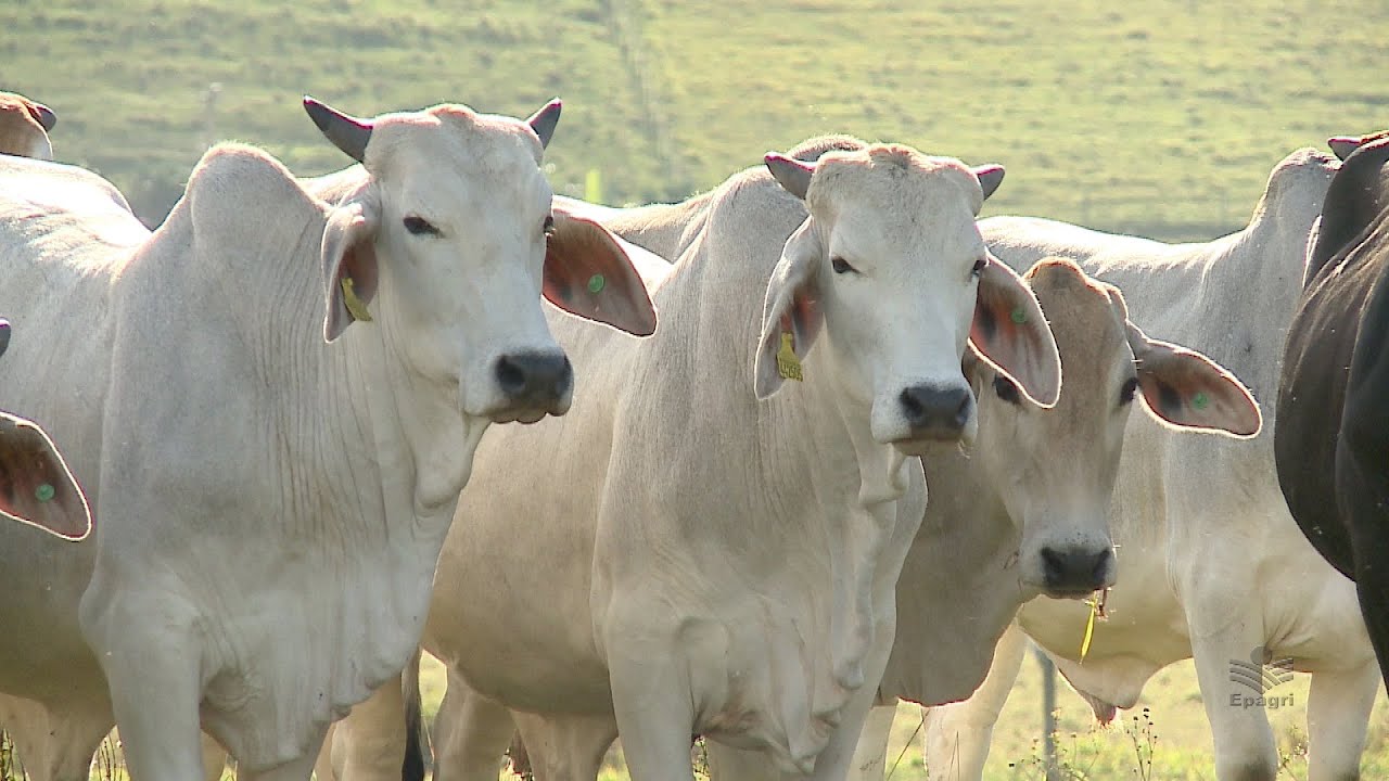 Novilho precoce - YouTube