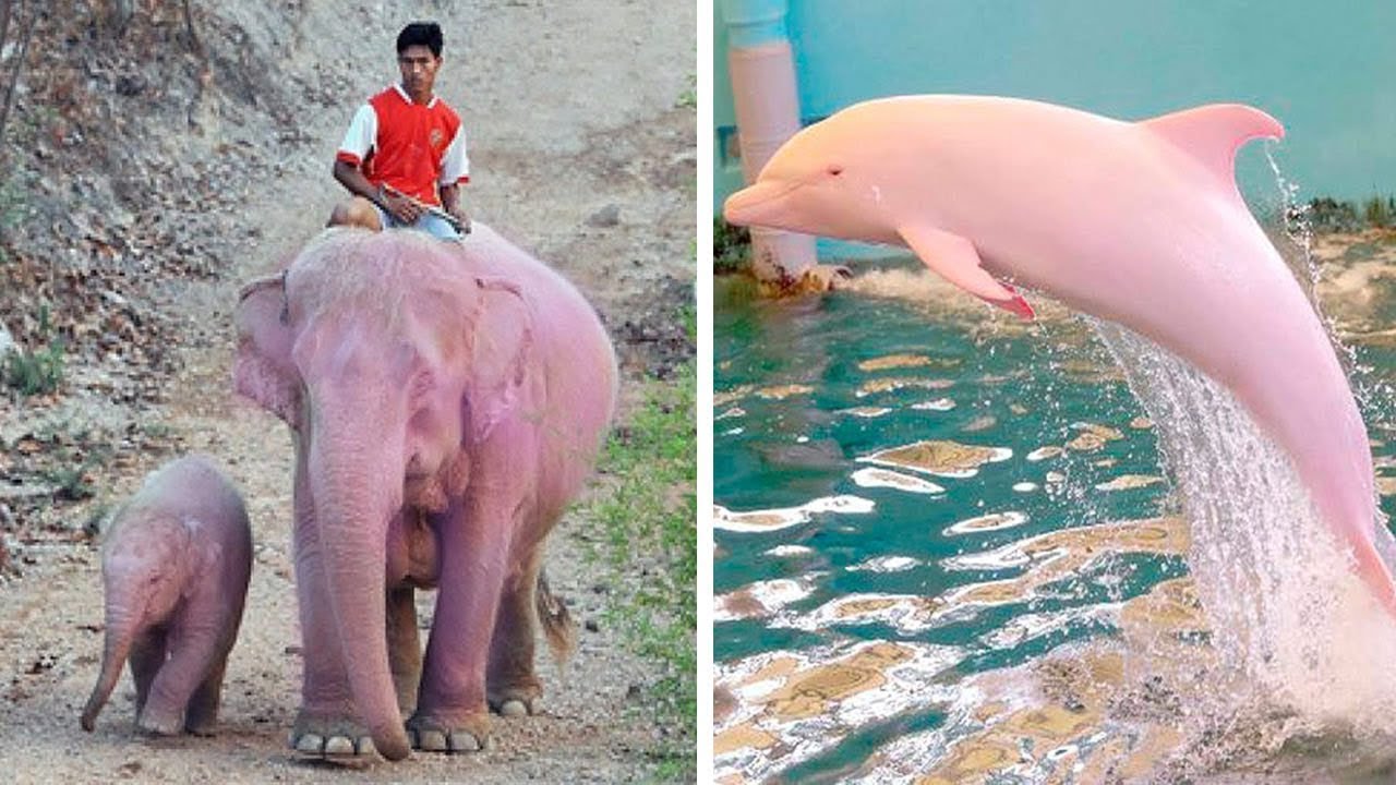 7 Animais Rosa Mais Exóticos E Bonitos Do Mundo - YouTube