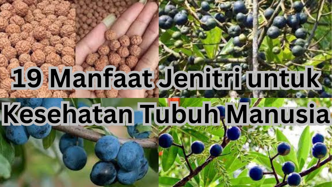 19 Manfaat Jenitri untuk Kesehatan Tubuh Manusia - YouTube