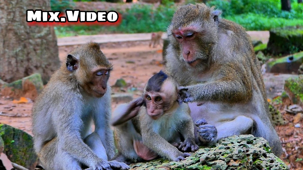 Mix Video Summary Clip!, Sweet Monkeys Everyday Life 🐵😂,@monkeyscorner ...