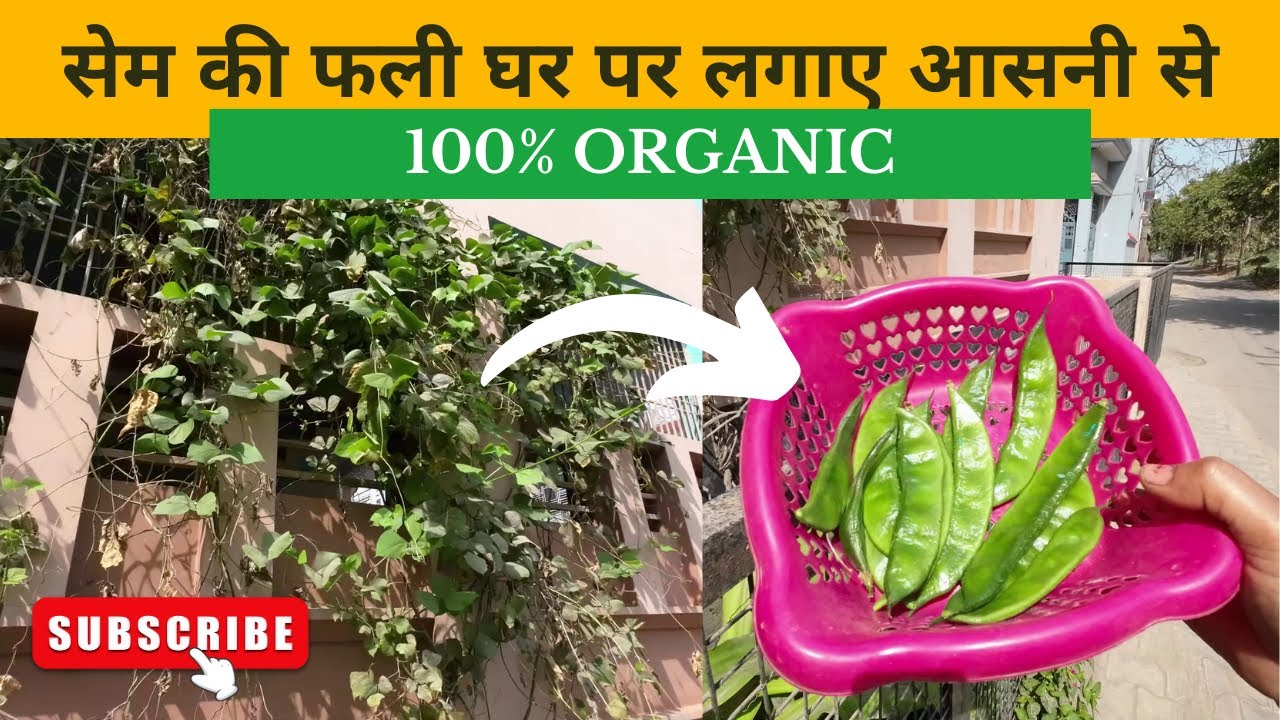 घर पर उगाई गई सेम की लहरीदार बेल! 🌿 | Sem ki Fali | Organic Gardening ...