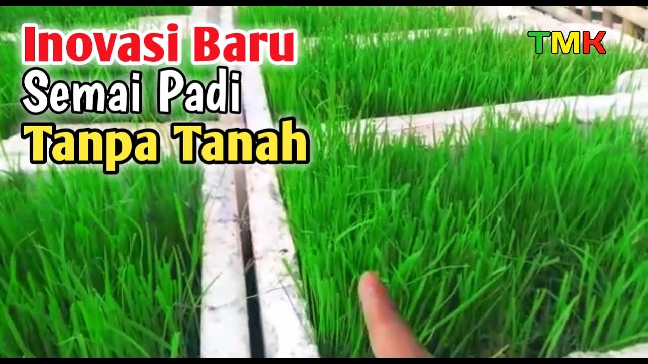 Pertumbuhan Semai Padi Dengan Media Sekam Setelah 6 Hari - YouTube