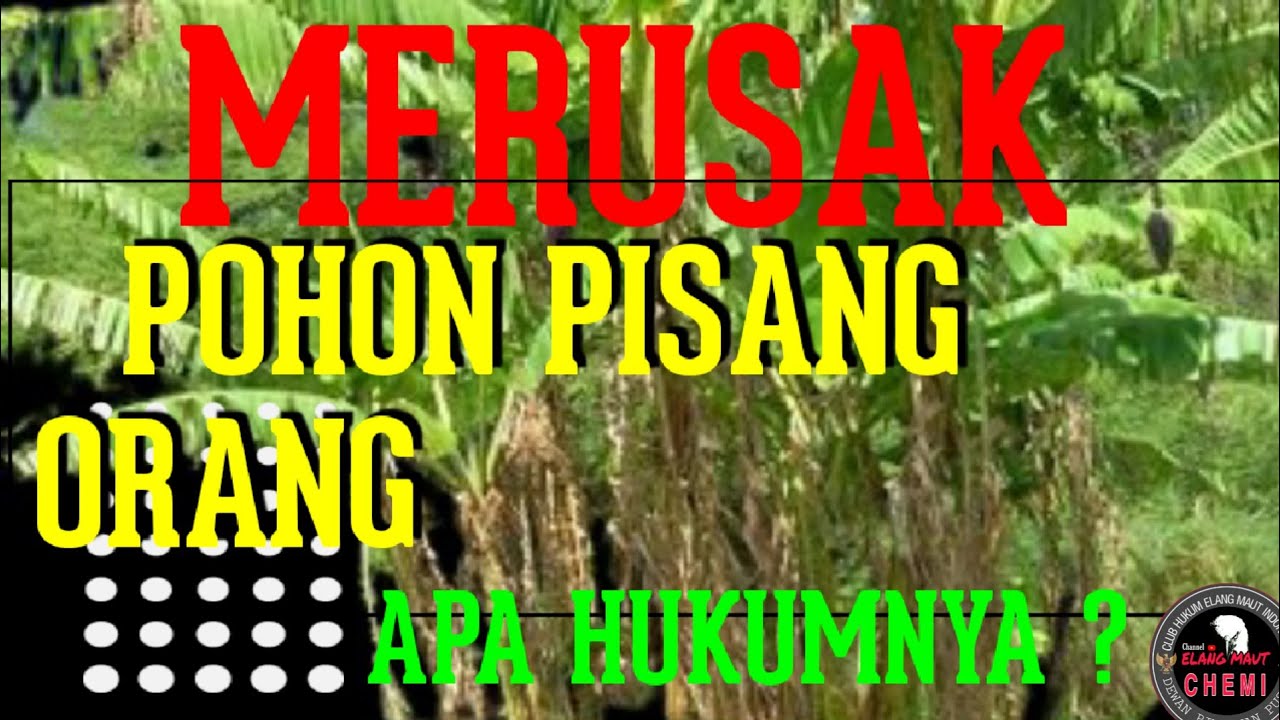 HUKUMNYA MERUSAK POHON PISANG 😀 - YouTube
