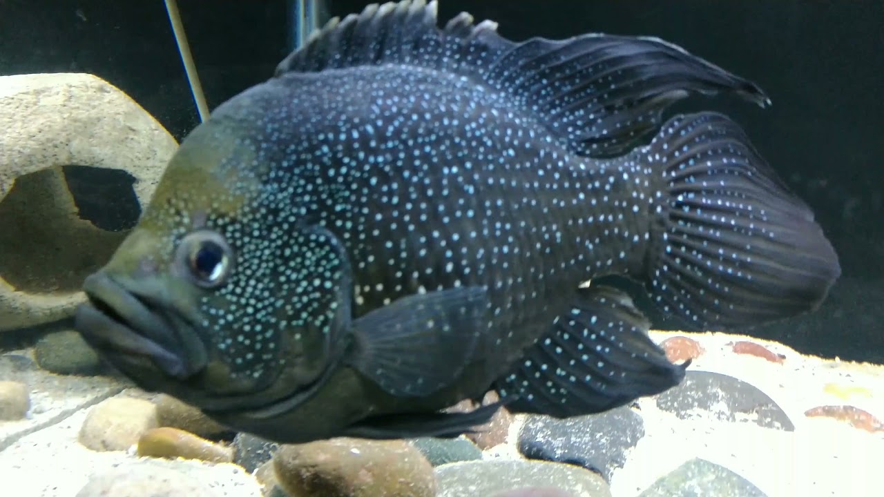 Paratilapia Polleni & Bleekeri Cichlids Represent two Species or One ...