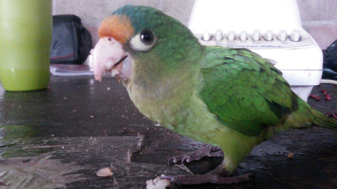 Mi perico coco comiendo pupusa - YouTube