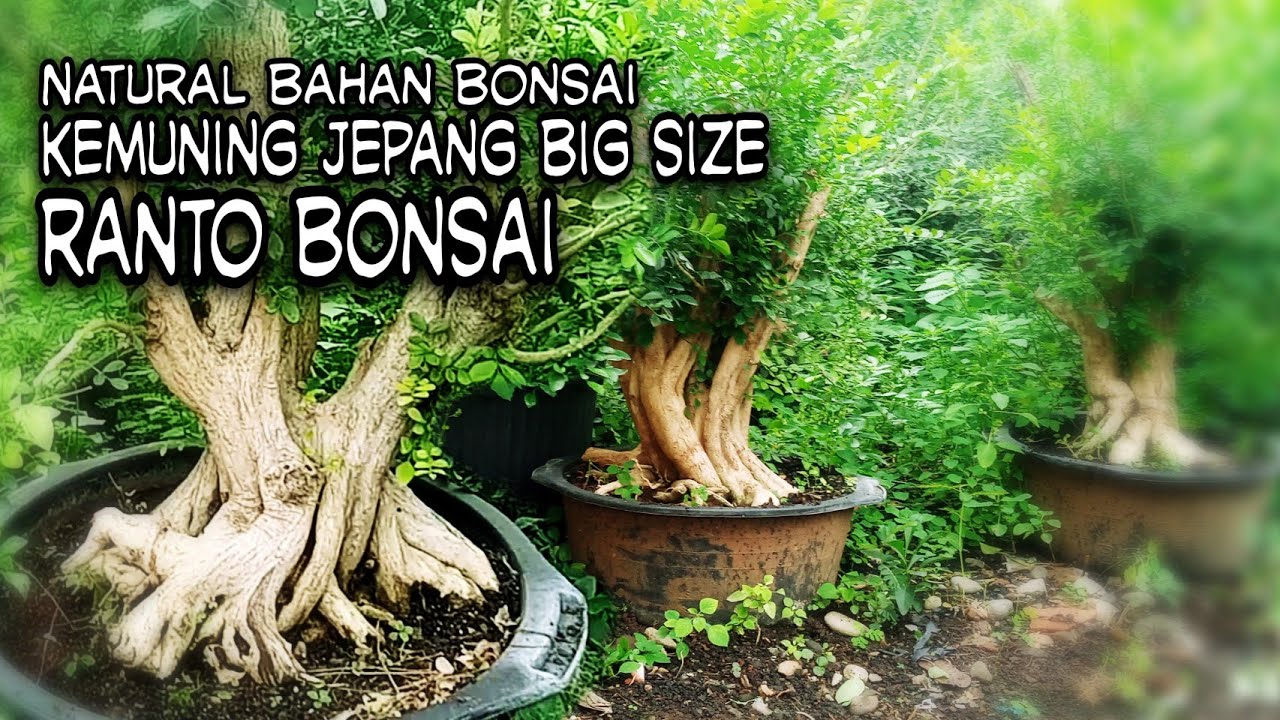 BAHAN BONSAI KEMUNING JEPANG UKURAN JUMBO DI GALERY BONSAI PAK RANTO ...