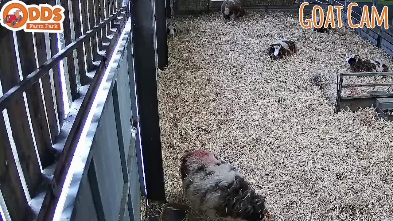 Goat Cam Live at Odds Farm Park - YouTube