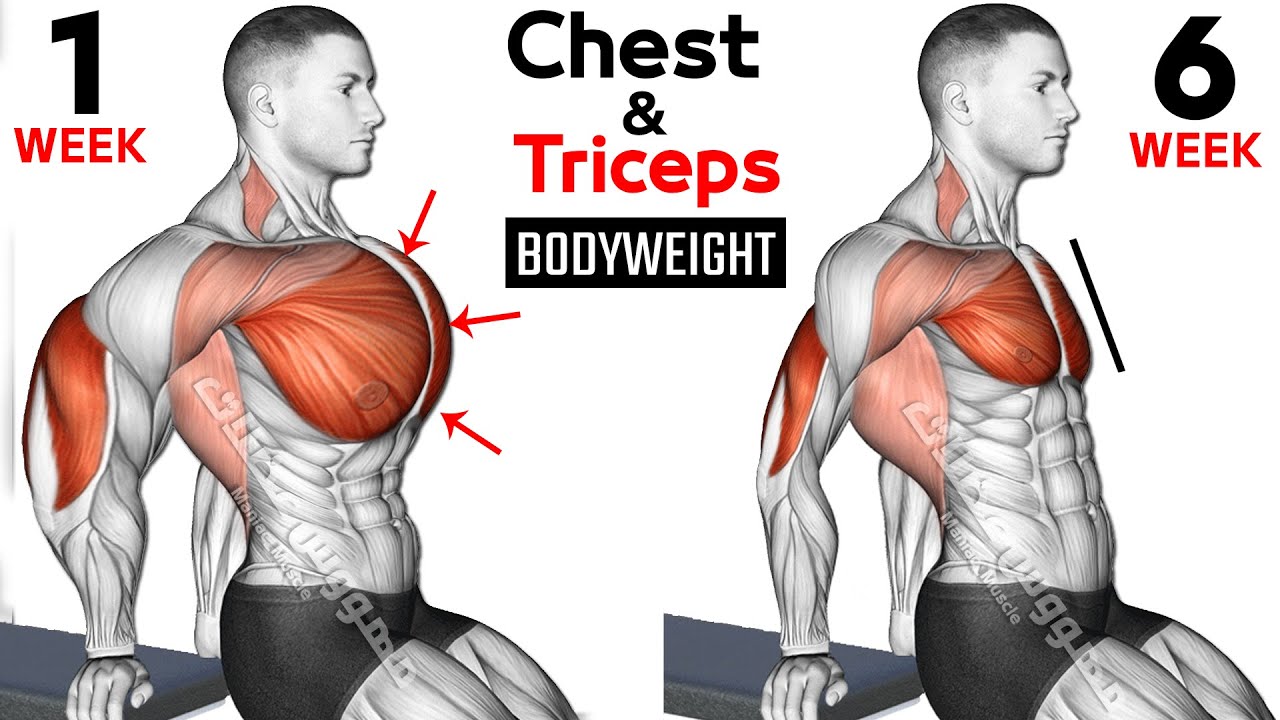 10 The Perfect Chest and Triceps Workout At Home ( No equipment to Need ...