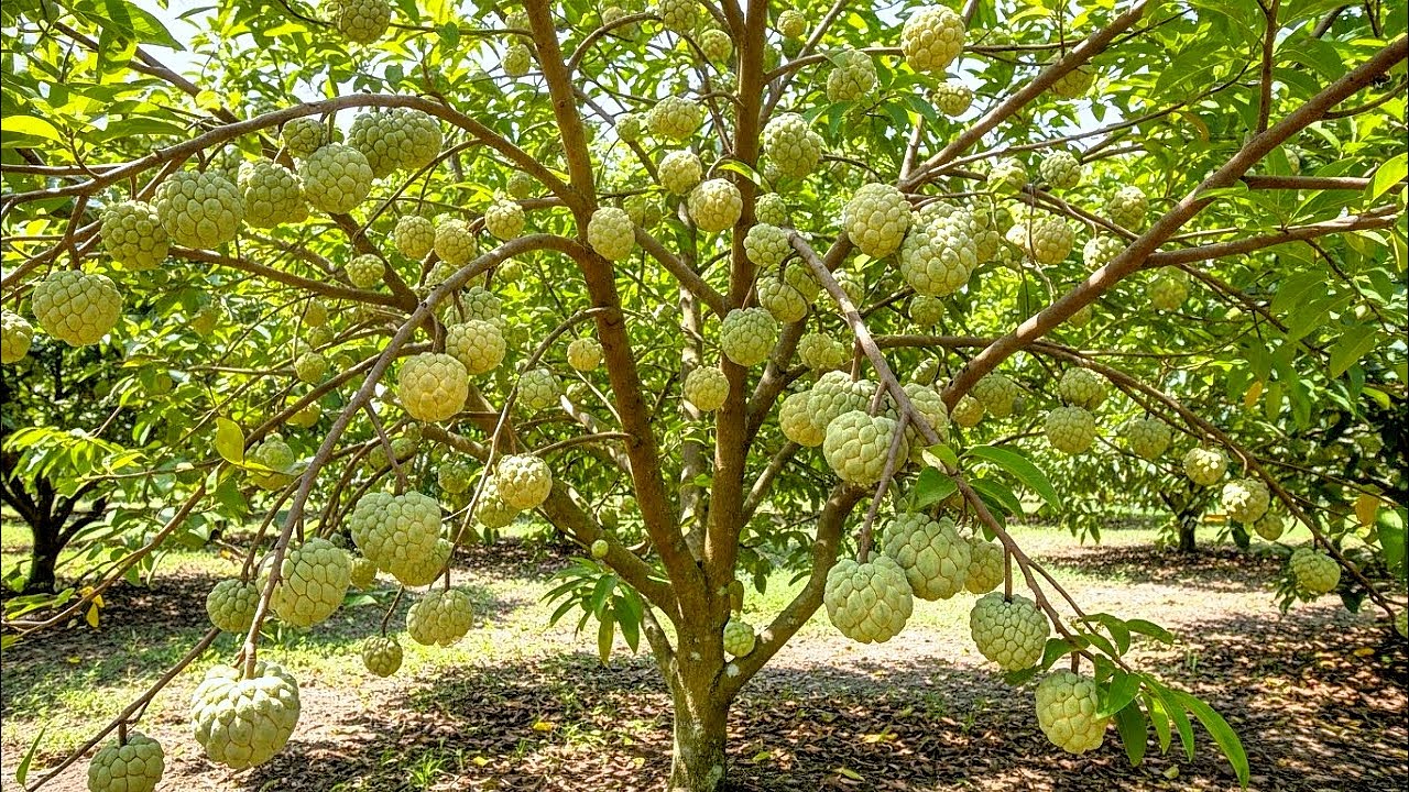 Close-Up of the World’s Largest Soursop Farm With a Scale of 30,000 ...